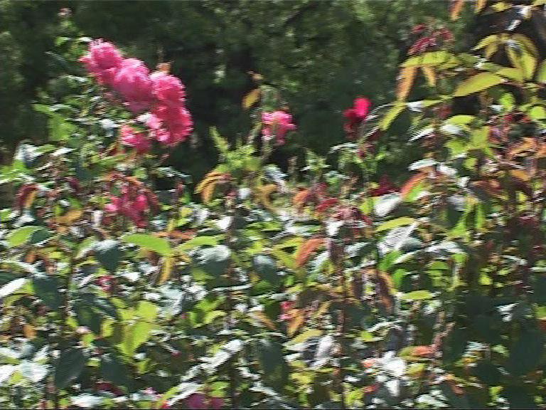 MAP: ACMI visits Bendigo and Oxley | ACMI | 2003 | ACMI collection ...