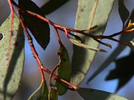 The Mallee tree | Dean Lawry | 2007 | ACMI collection | ACMI: Your ...