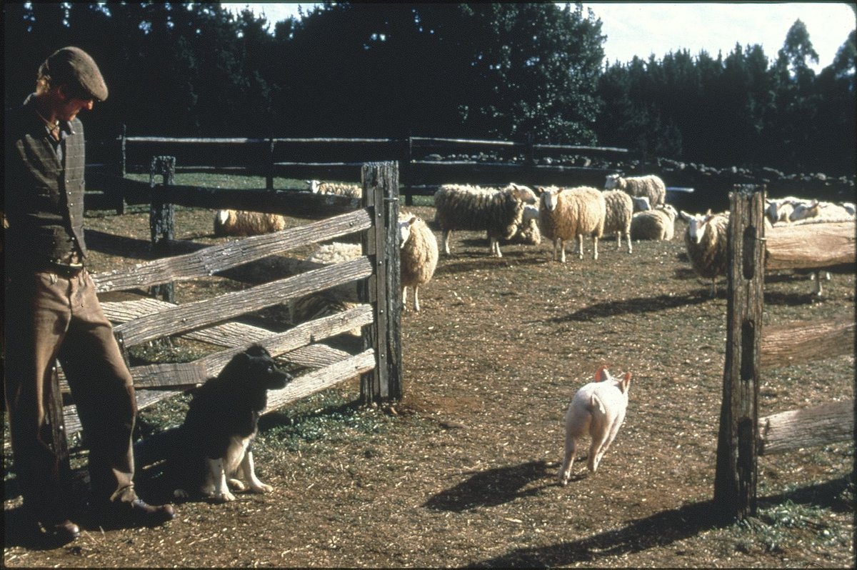Production photo of Farmer Arthur Hoggett with Rex and Babe | Chris ...