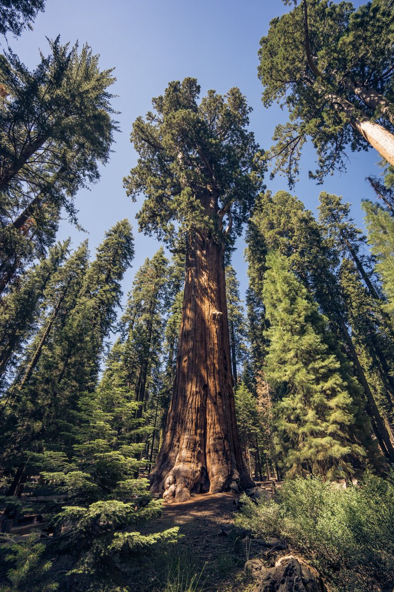 Sequoia tree field research photo two | ACMI collection | ACMI: Your ...