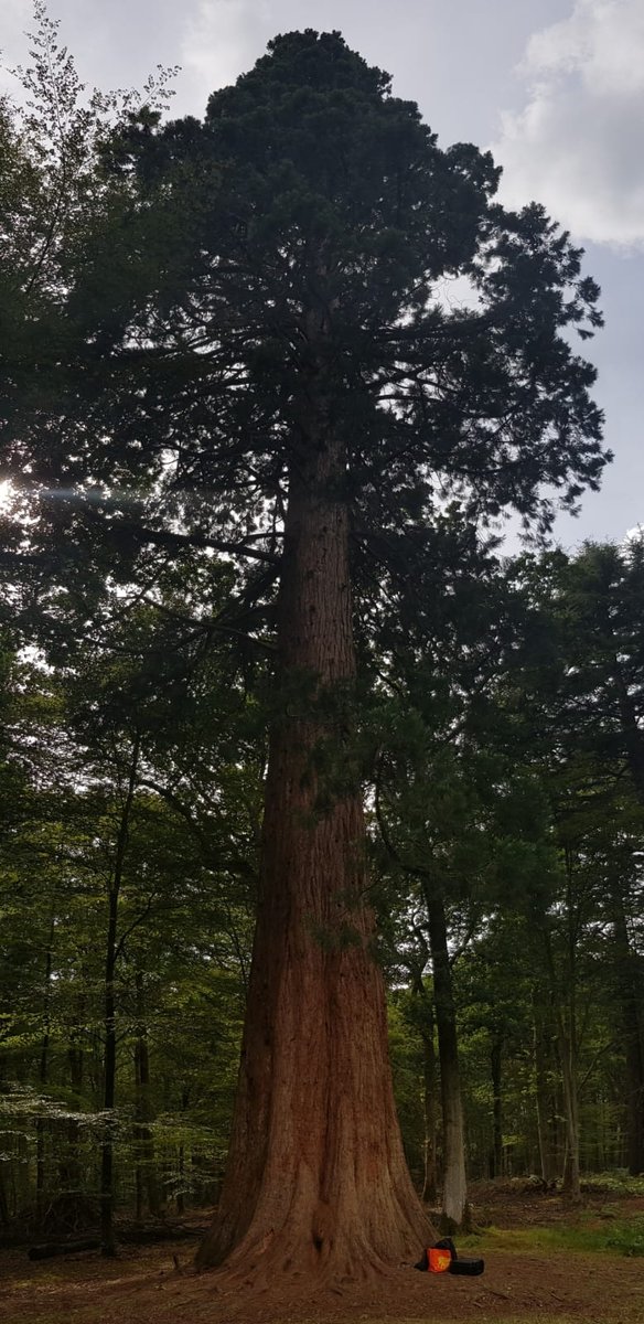 Sequoia tree field research photo one | ACMI collection | ACMI: Your ...