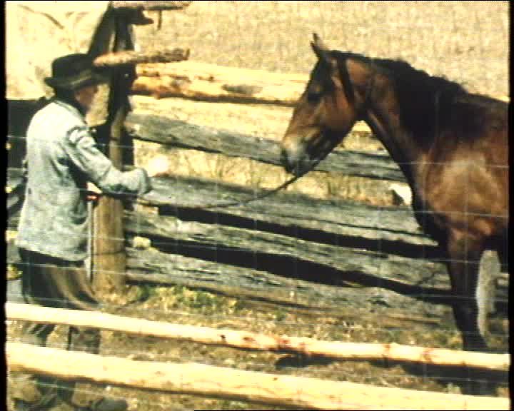 Horse breaking | Agrifilm | 1982 | ACMI collection | ACMI: Your museum ...
