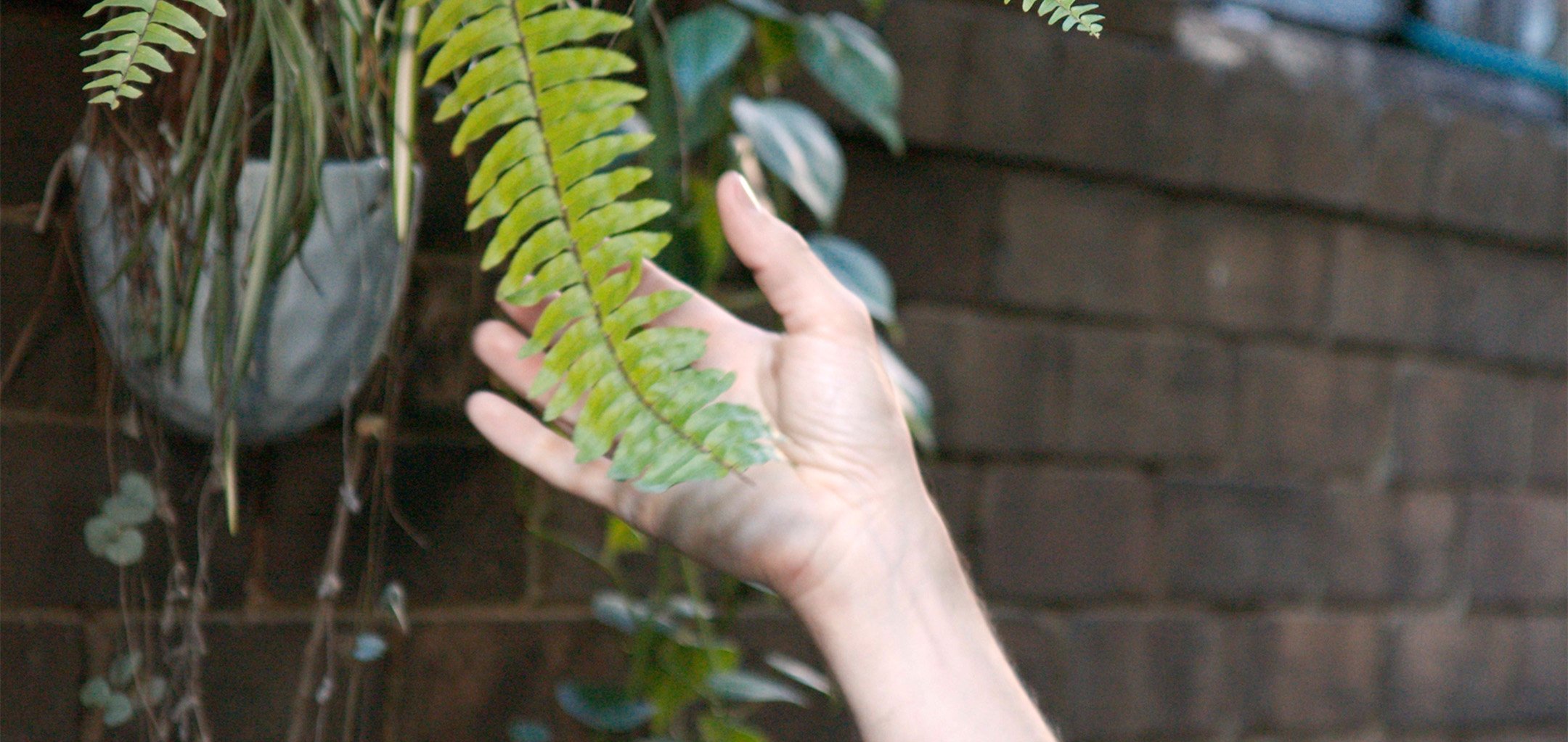 Plant-based perspectives: Tully Arnot on Epiphytes | ACMI: Your museum ...