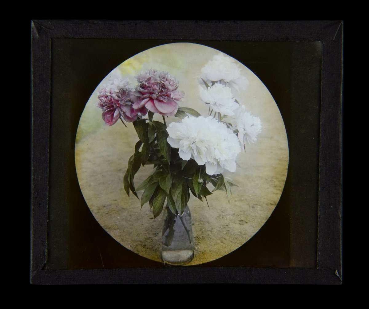 Still life slides featuring flowers | ACMI: Your museum of screen culture