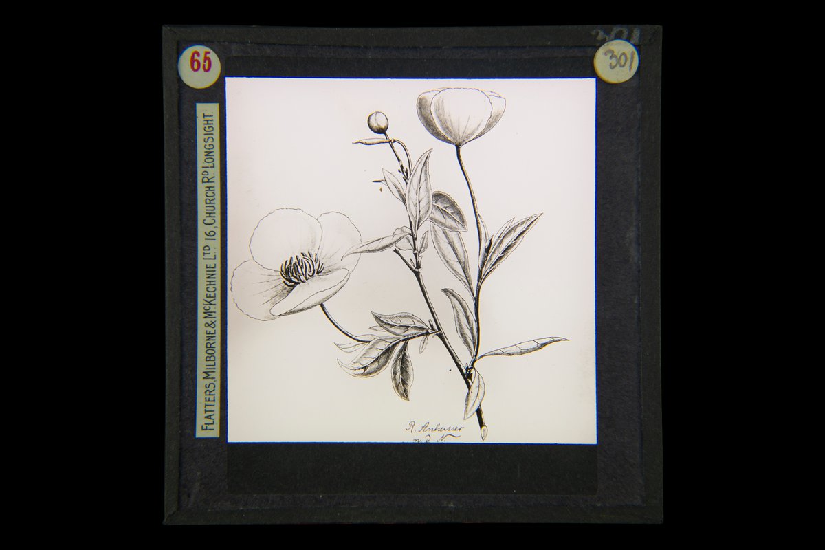 Still life slides featuring flowers | ACMI collection | ACMI: Your ...