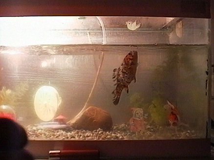 Fishtank | Richard Billingham | 1998 | ACMI collection | ACMI: Your ...