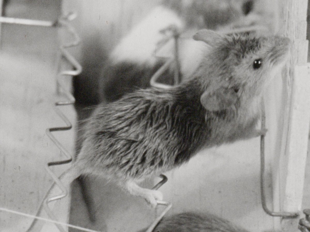 Mice Milking | Victoria. Dept. of Agriculture | 1960 | ACMI collection ...