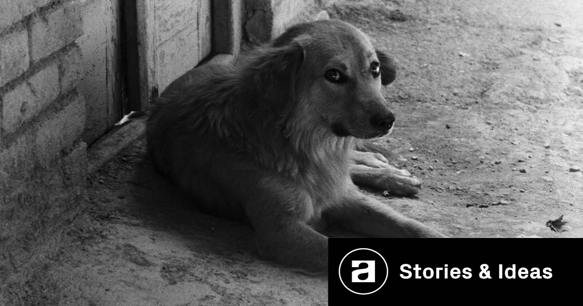 To Tehran and back by James Hewison | ACMI: Your museum of screen culture